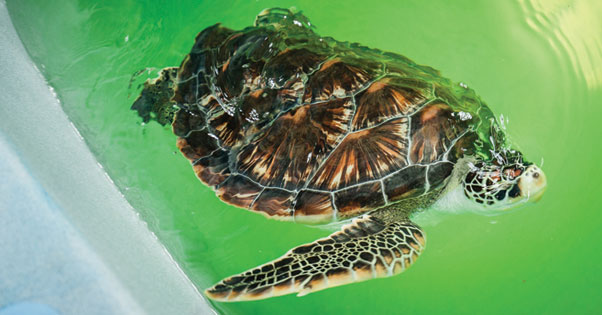 WINDOW on Phuket: Mai Khao Marine Turtle Foundation Run for the Turtles ...