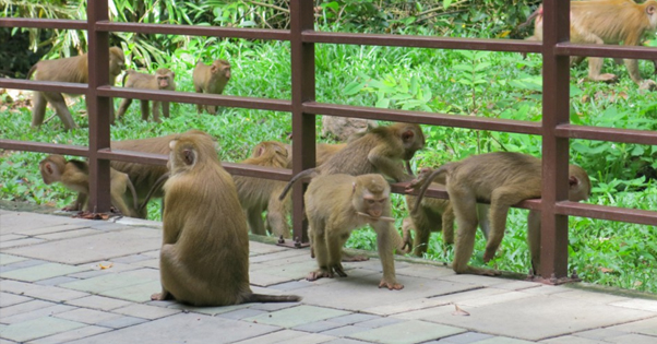 WINDOW on Phuket: Monkey Hill Viewpoint